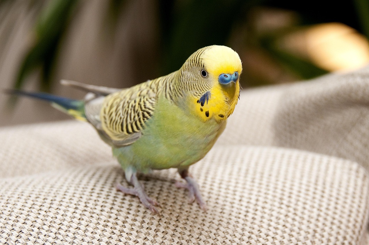 Pájaro Amarillo Naturaleza - Foto gratis en Pixabay - Pixabay