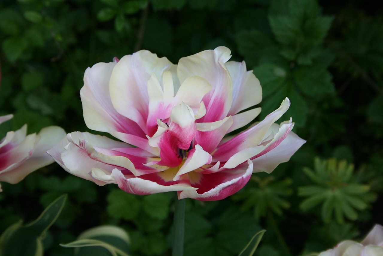 Tulipe Pétales Mauve - Photo gratuite sur Pixabay - Pixabay