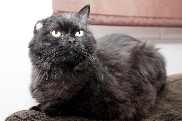 Gato Negro Animal - Foto gratis en Pixabay - Pixabay