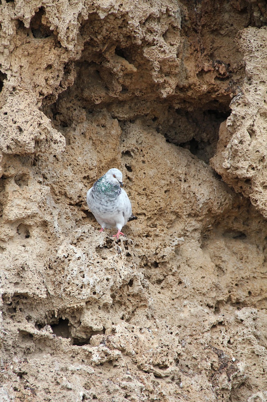 1+ Free Pegons & Pigeon Images - Pixabay