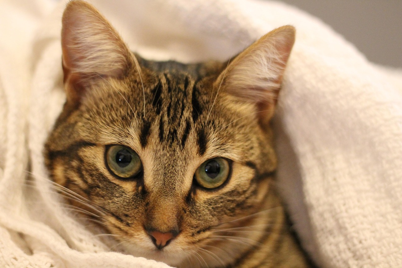 Cat Kitty Mignonne - Photo gratuite sur Pixabay - Pixabay