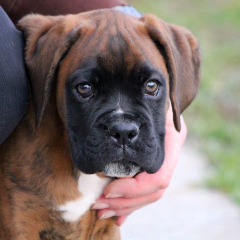 100+ kostenlose Hundebaby und Welpe-Bilder - Pixabay