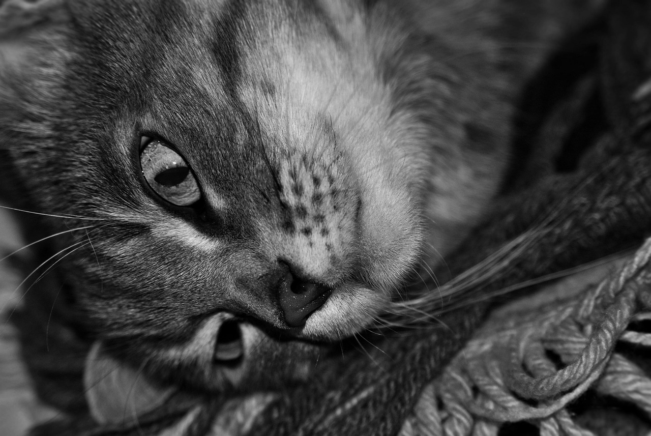 Black-And-White Cat Domestic - Free photo on Pixabay - Pixabay