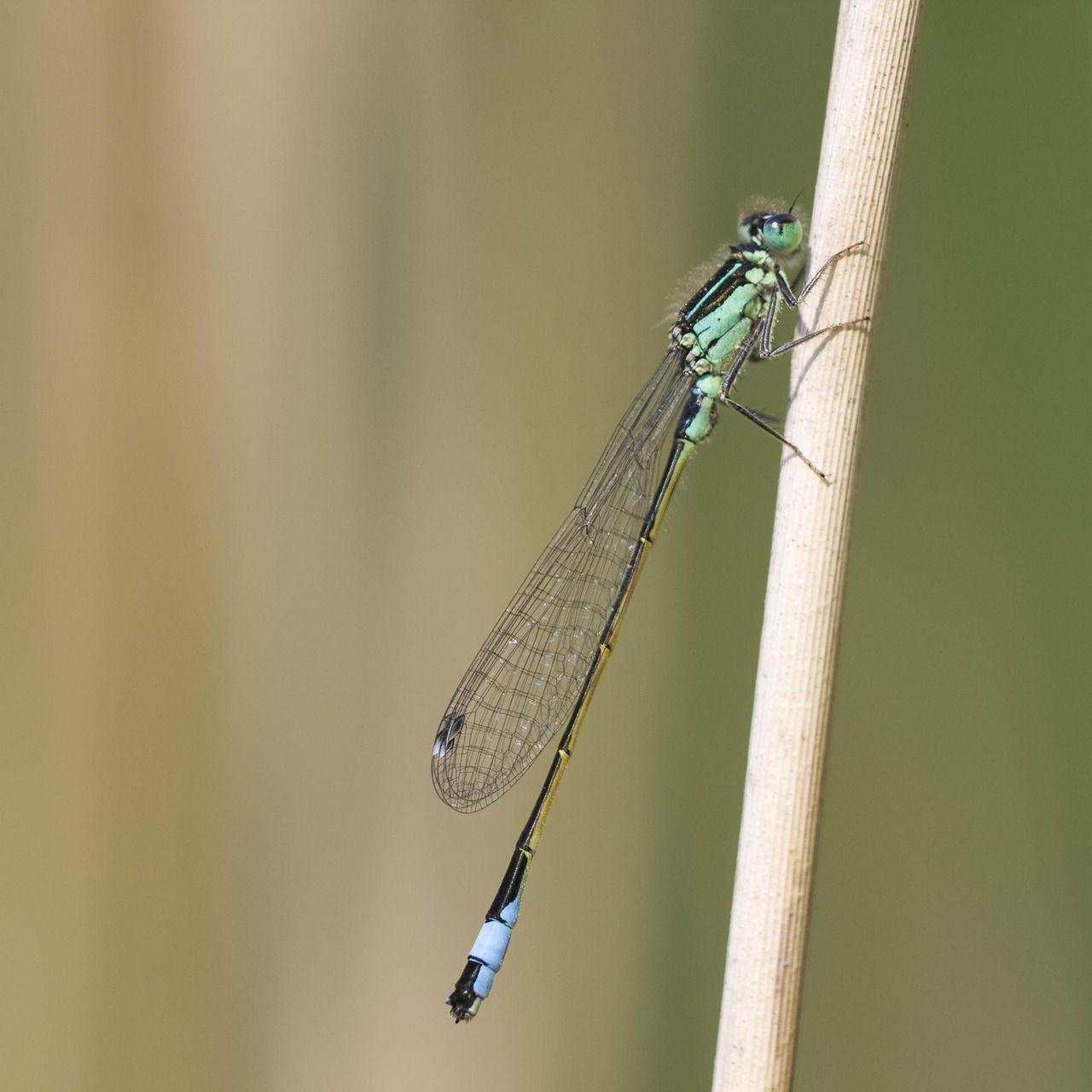 Dragonfly Adult - Free photo on Pixabay