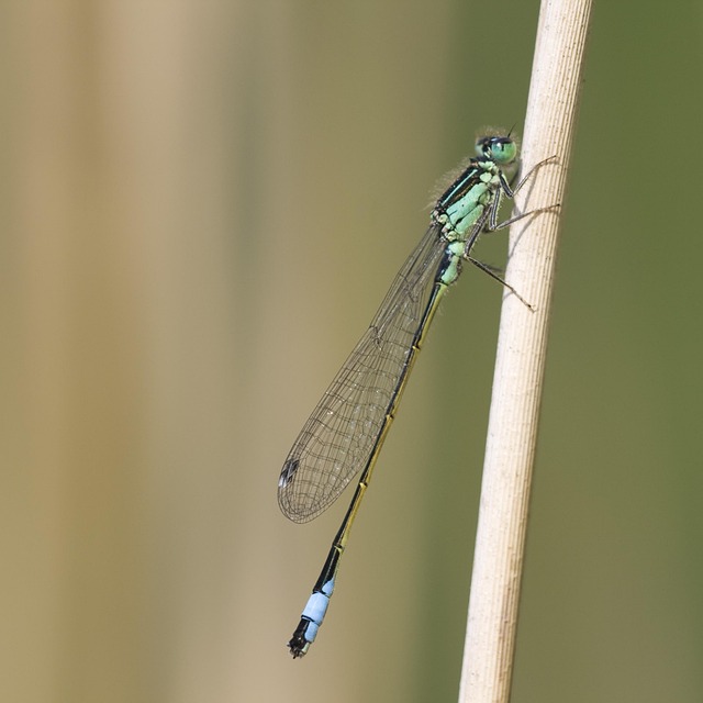 Dragonfly Adult - Free photo on Pixabay