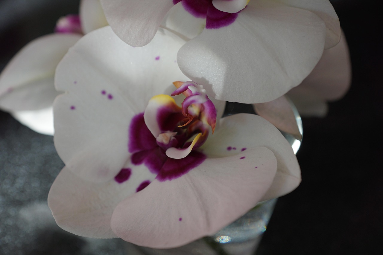 Orchidée Blanche Fleur Le - Photo gratuite sur Pixabay - Pixabay