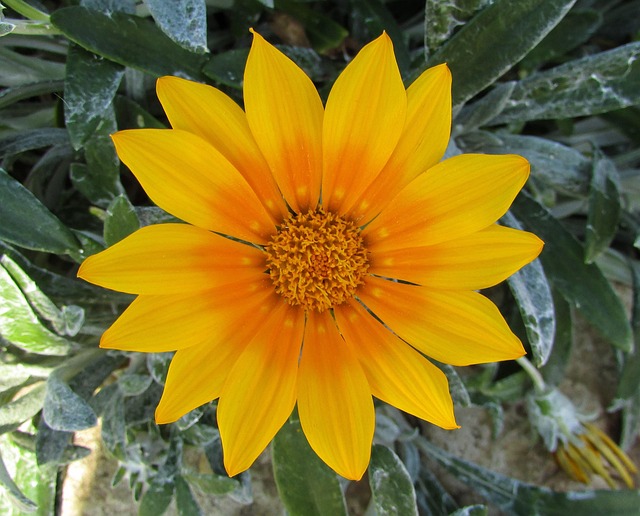 Gazania Margarida Flor - Foto gratuita no Pixabay