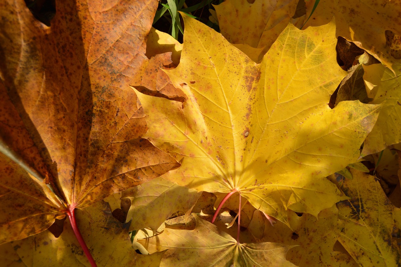 100+ Free Dying & Nature Photos - Pixabay