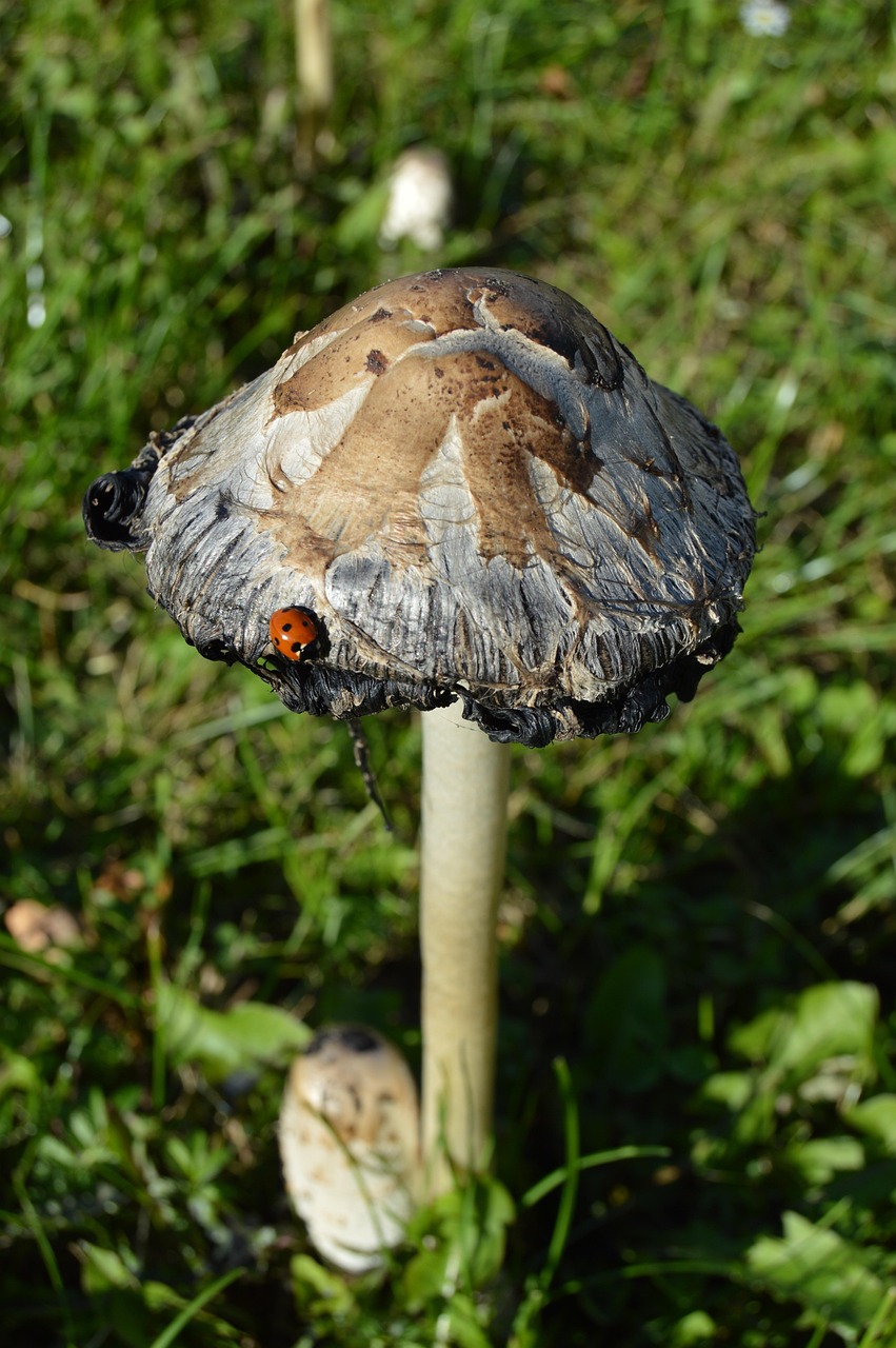 Champignon Coccinelle Automne - Photo gratuite sur Pixabay