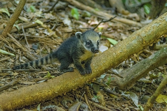 Coati Nature Bush - Free photo on Pixabay - Pixabay