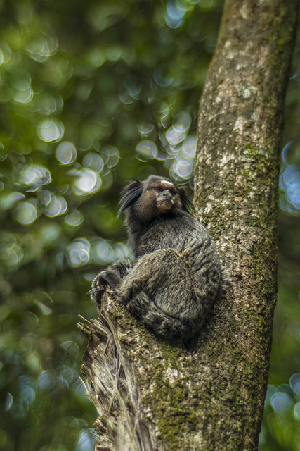 Singe Arbre Animal Sur - Photo gratuite sur Pixabay - Pixabay