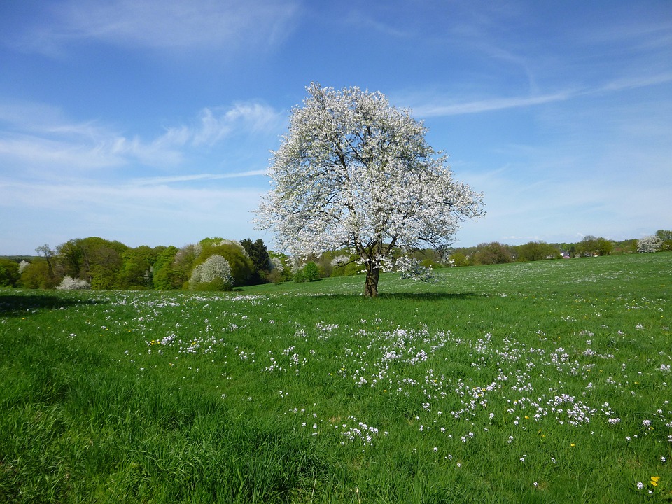 Einsam Baum Wiese - Kostenloses Foto auf Pixabay