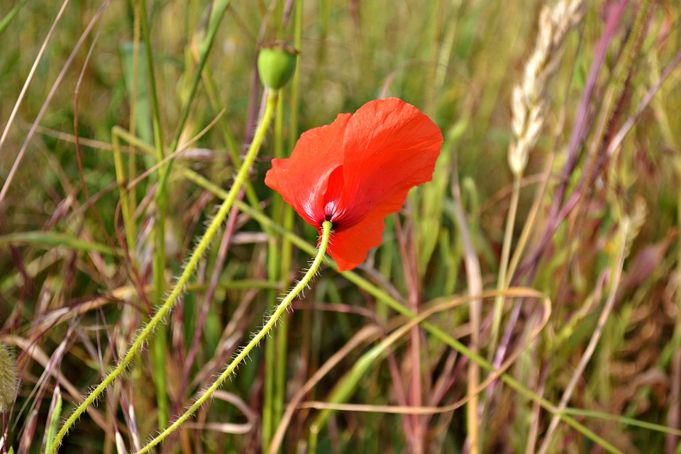 Opium Bunga Merah Alam - Foto gratis di Pixabay - Pixabay