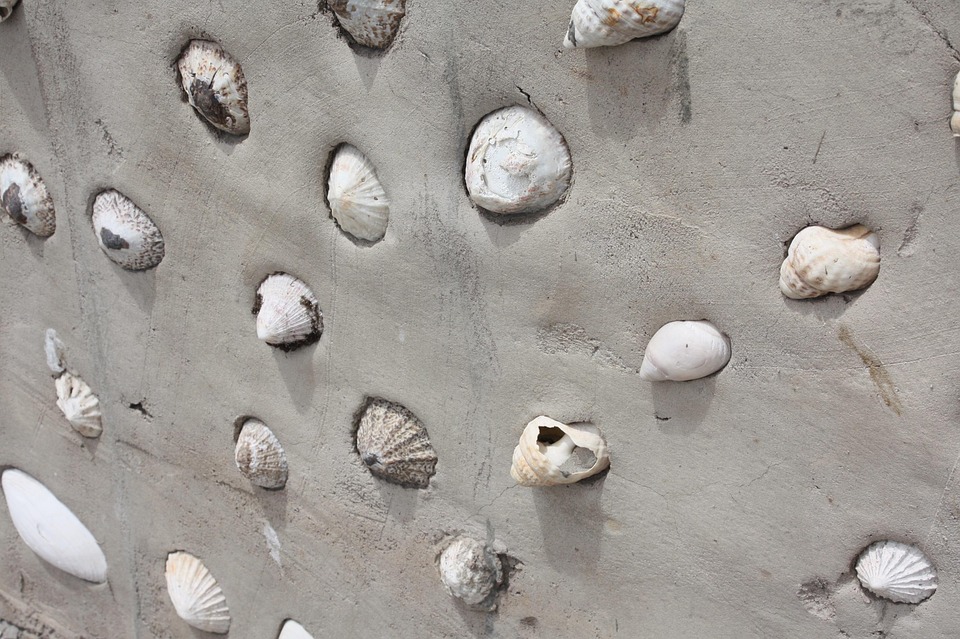 South Africa Sand Shellfish Shells - Free photo on Pixabay - Pixabay