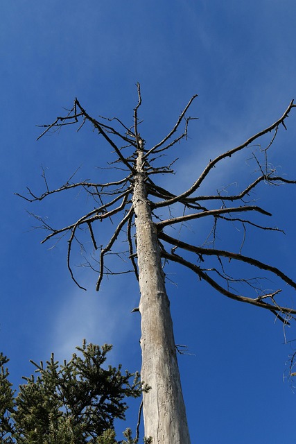 Tree Dead Heaven - Free photo on Pixabay