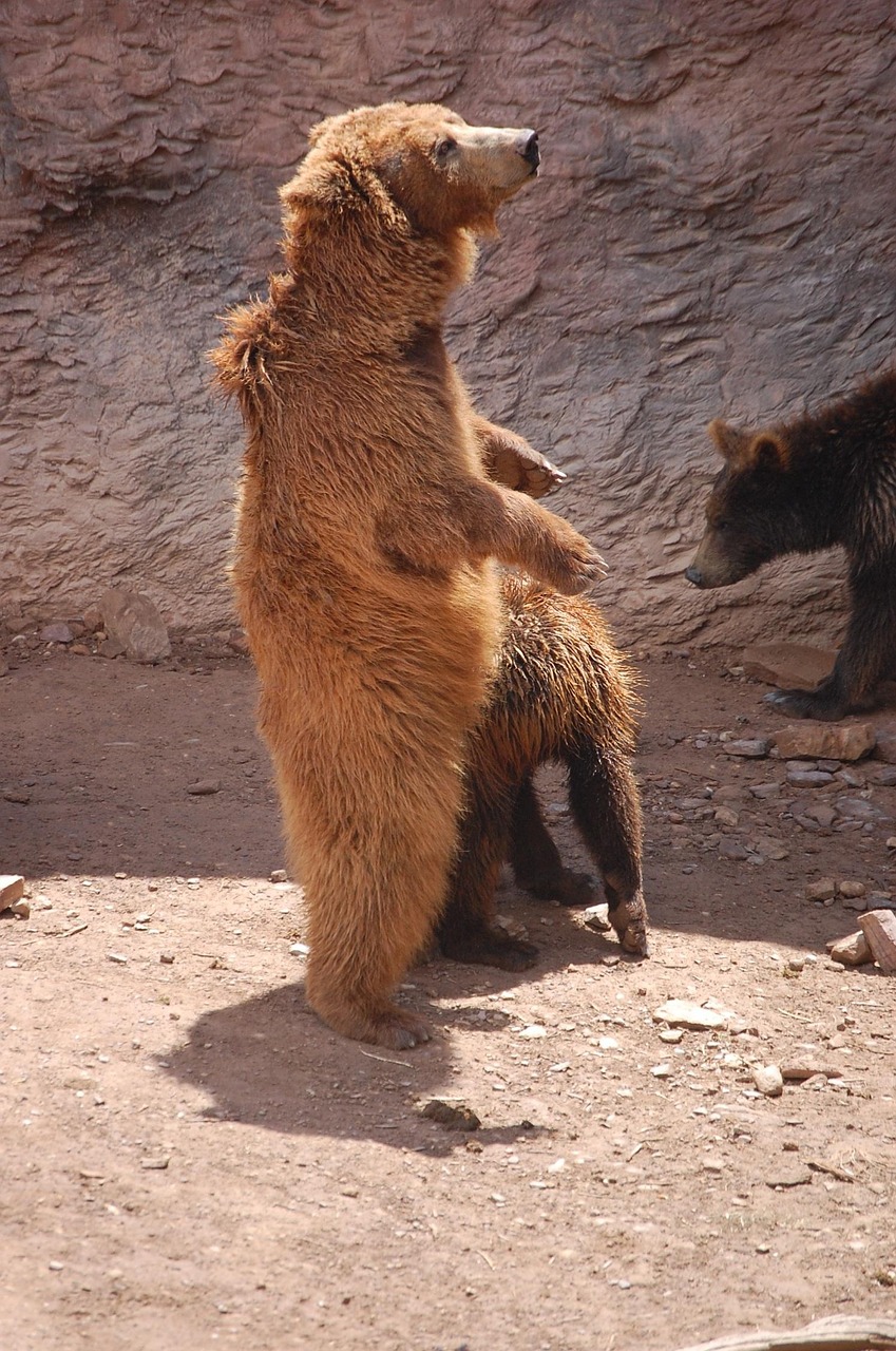 Nature Zoo Grizzly - Free photo on Pixabay - Pixabay