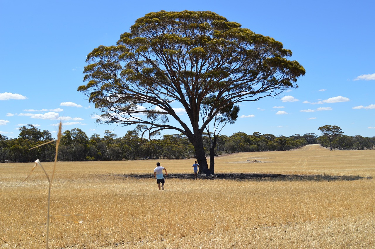 West Australia Country Narrogin - Free photo on Pixabay