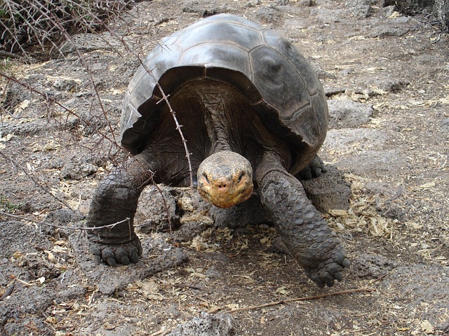 Galapagos Tortoise Ecuador - Free photo on Pixabay - Pixabay