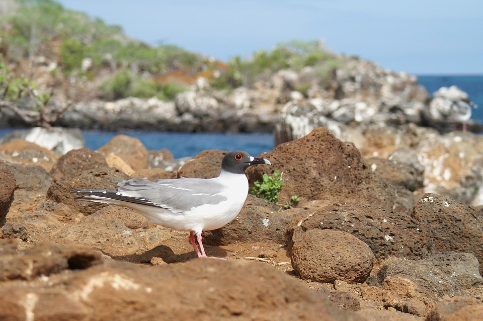 Fork-Tailed Gull Galapagos Ecuador - Free photo on Pixabay