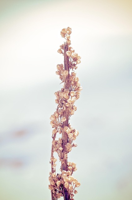 Planta Semillas Naturaleza Foto Gratis En Pixabay Pixabay