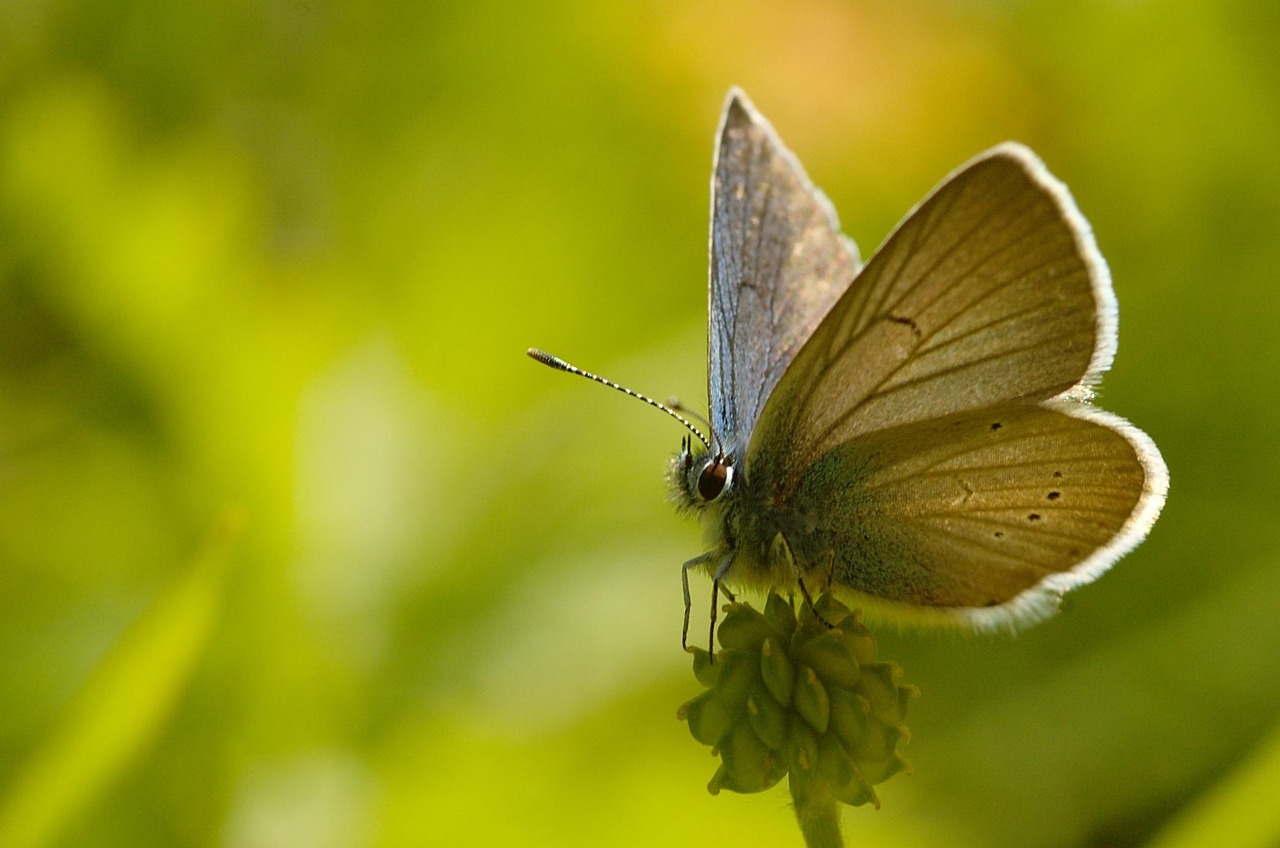 Mazarine Blauw Vlinder Lepidoptera - Gratis foto op Pixabay - Pixabay