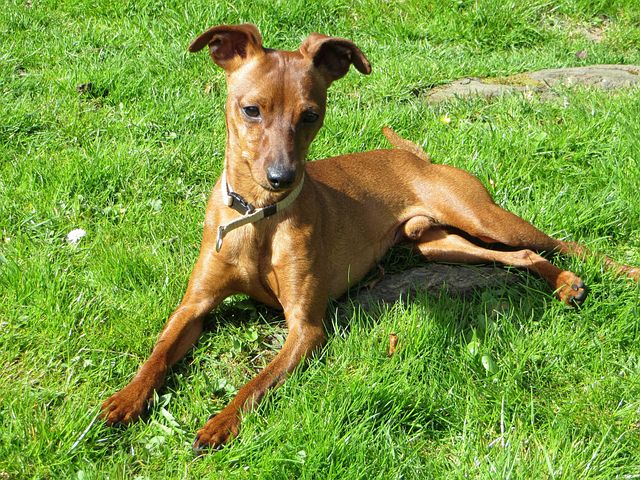 30+ Free Miniature Pinscher & Dog Images - Pixabay