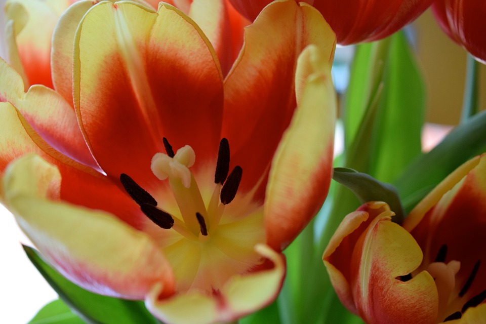 Download Tulips, Flowers, Botanical. Royalty-Free Stock Illustration ...