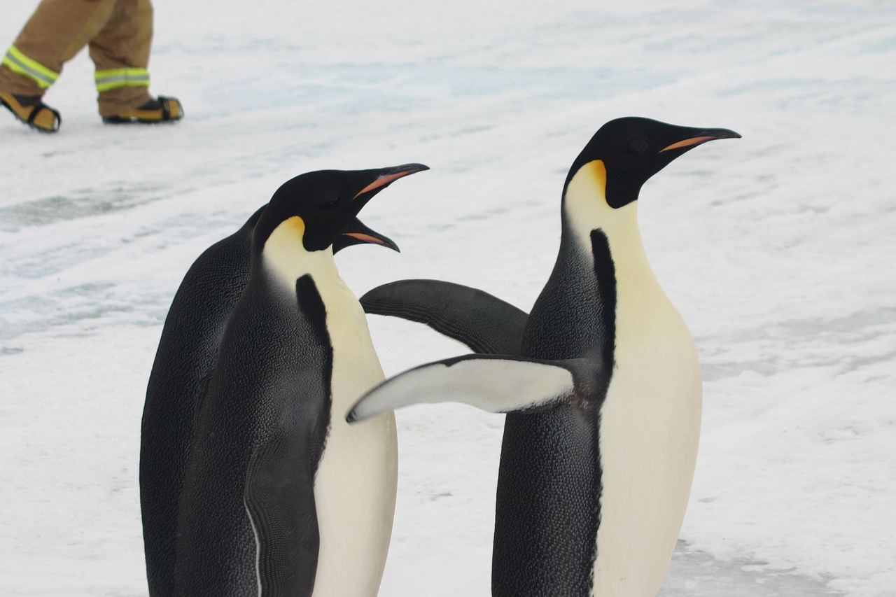 Penguins Emperor Antarctica - Free photo on Pixabay - Pixabay