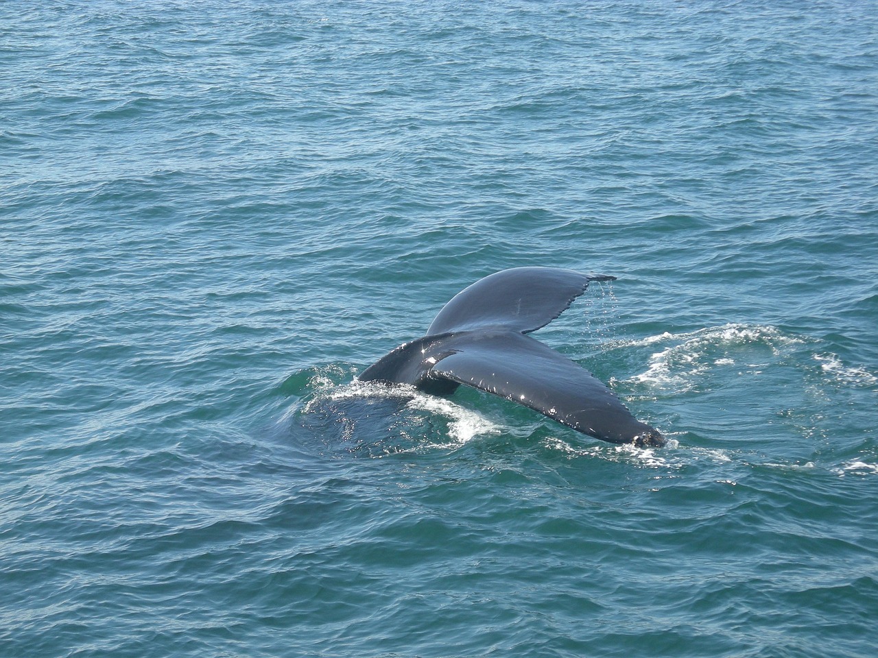 Whale Tail Water - Free photo on Pixabay