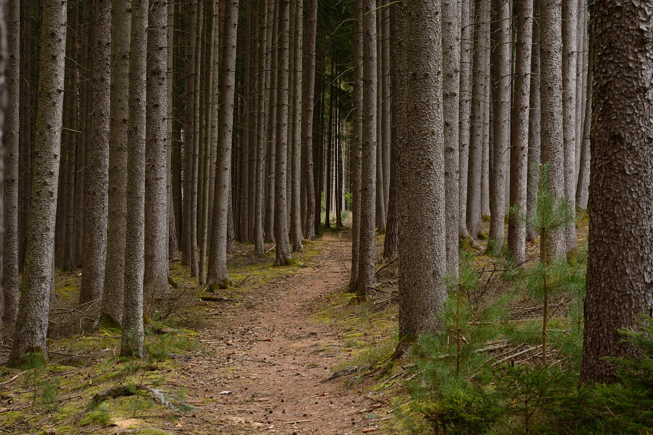 3.000+ kostenlose Fichten und Natur-Bilder - Pixabay