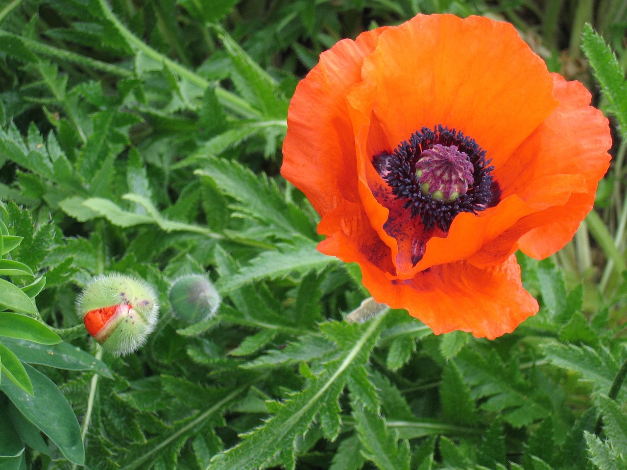 Coquelicot Fleur Bloom - Photo gratuite sur Pixabay - Pixabay