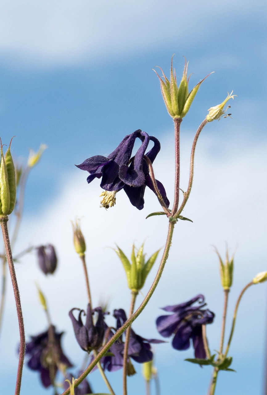 Columbine Flor Púrpura - Foto gratis en Pixabay - Pixabay