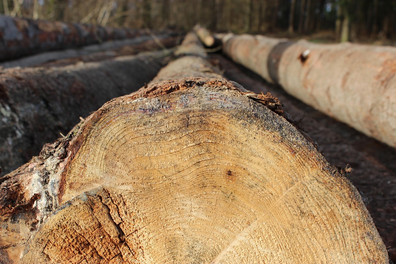 Wood Log Sawn Cut - Free photo on Pixabay - Pixabay