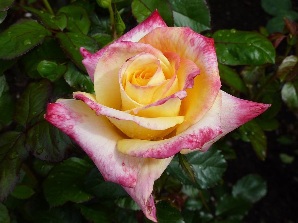Rose Blossom Two-Tone Close - Free photo on Pixabay