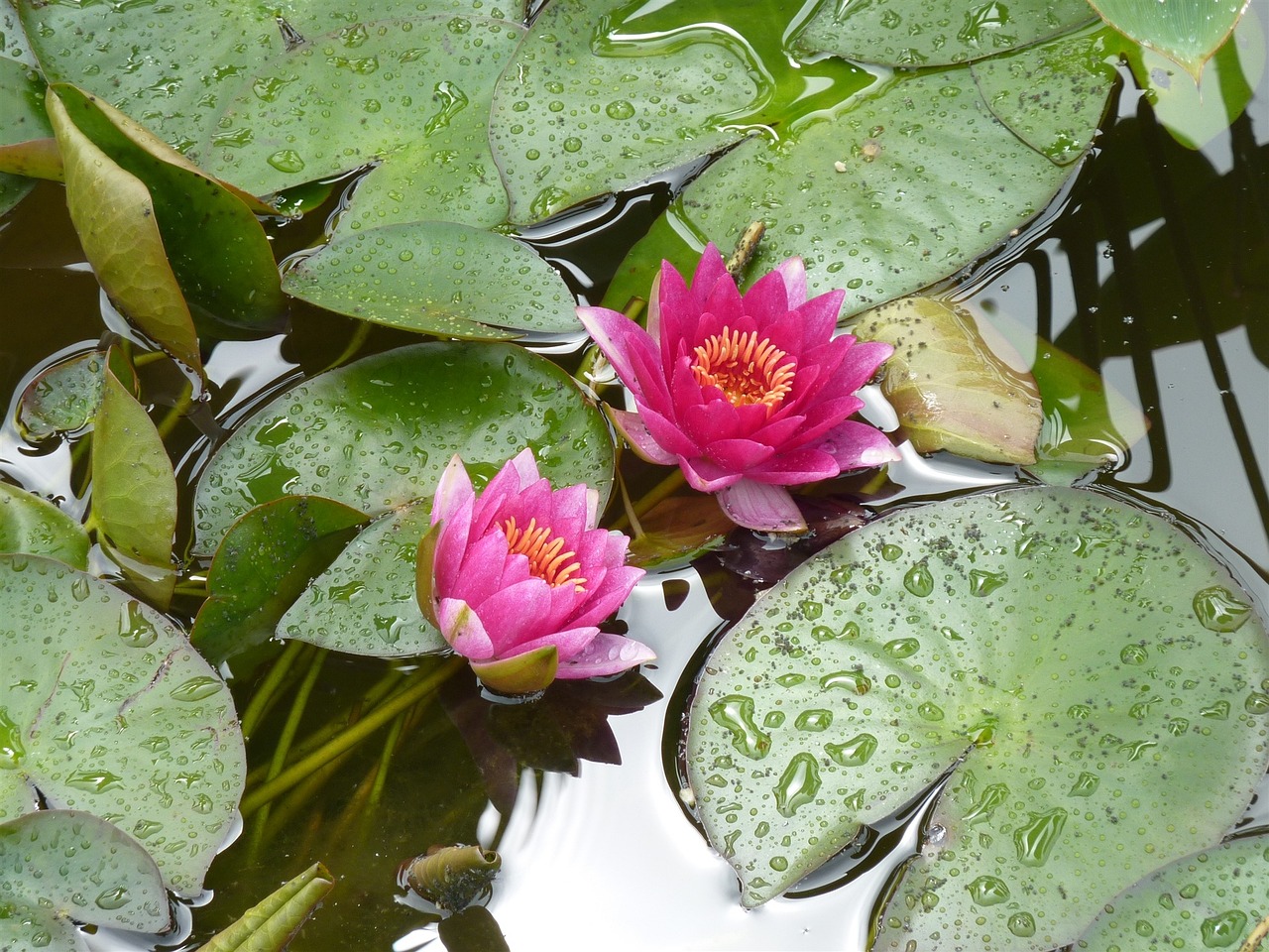 Water Lilies Lake Rose Lily - Free photo on Pixabay - Pixabay