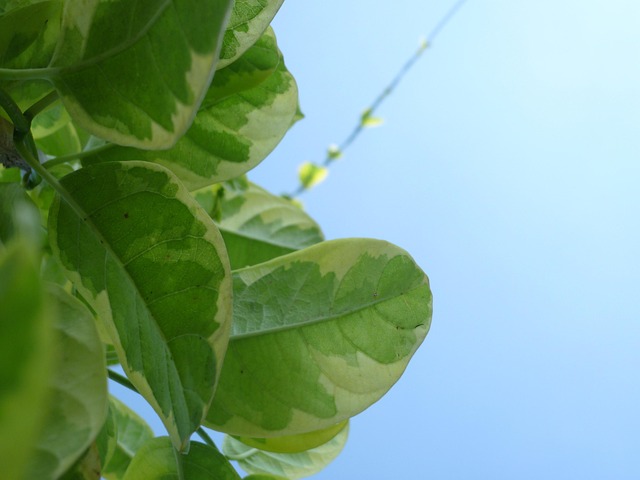 Blad Himmel - Gratis foto på Pixabay