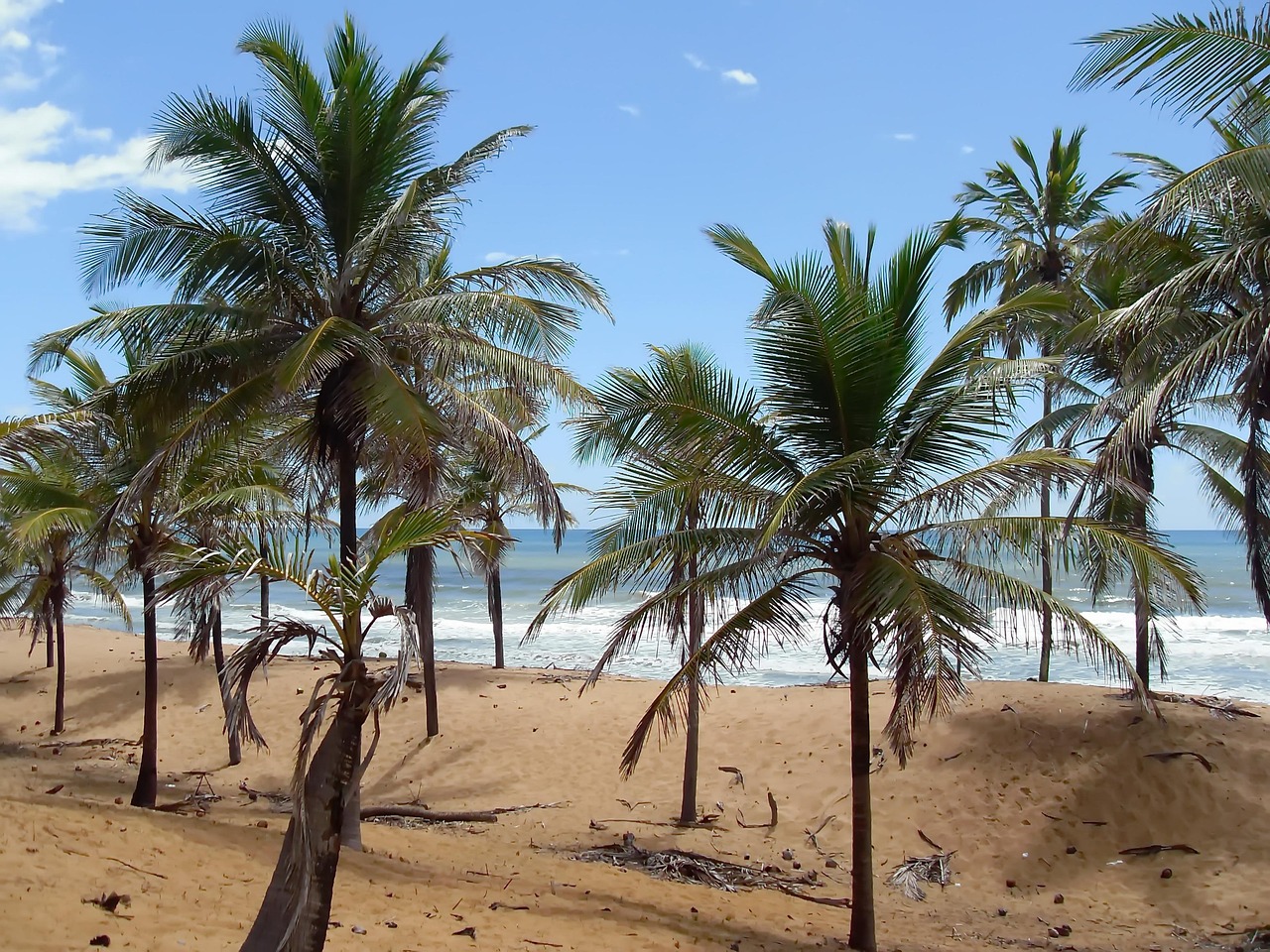 Brazil Coconut Trees Dunes - Free photo on Pixabay - Pixabay