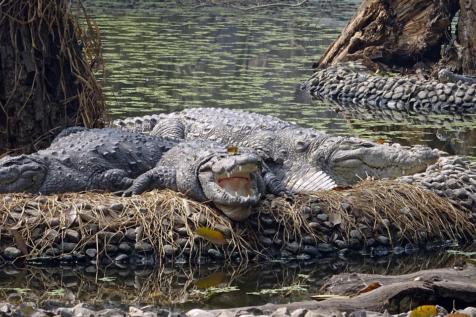 Crocodile Marsh Mugger - Free photo on Pixabay - Pixabay Crocodile Marsh Mugger - Free photo on Pixabay - Pixabay