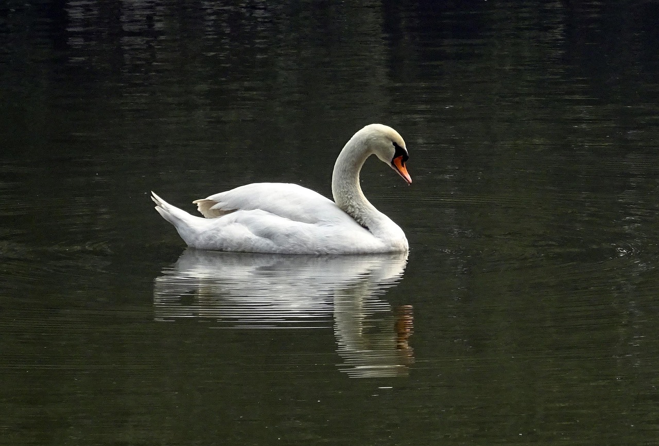 Swan Bird Water - Free photo on Pixabay