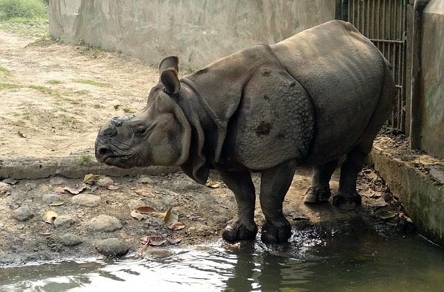 Rhinoceros One-Horned Animal - Free photo on Pixabay - Pixabay