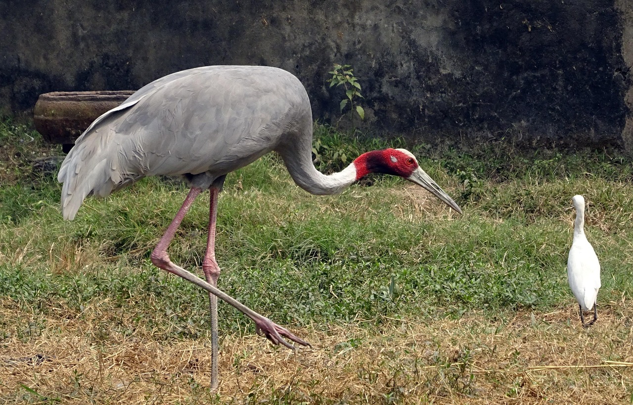 Crane Sarus Bird - Free photo on Pixabay