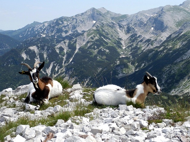 Chamois Mountain Goats - Free photo on Pixabay