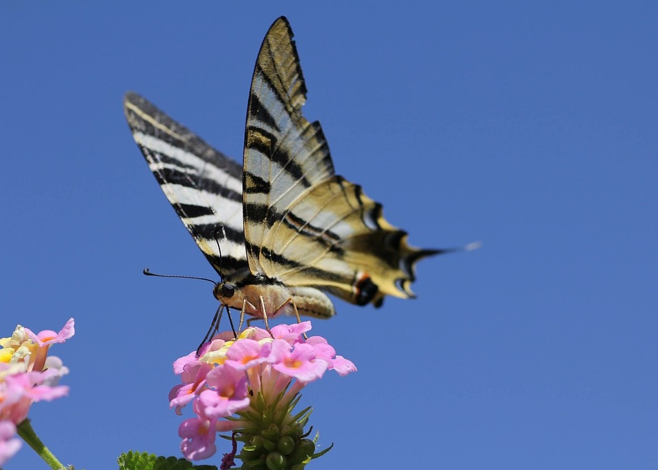 Mariposa Posada En Una Flor - Foto gratis en Pixabay - Pixabay
