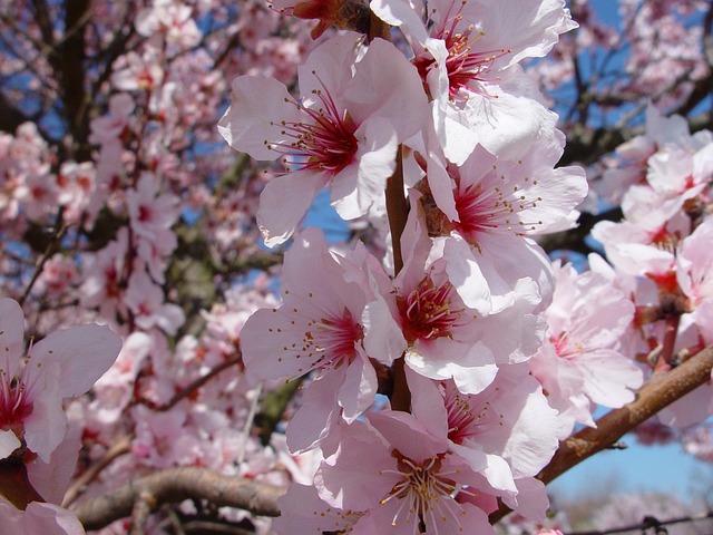Bunga Almond Rhineland-Palatinate - Foto gratis di Pixabay - Pixabay