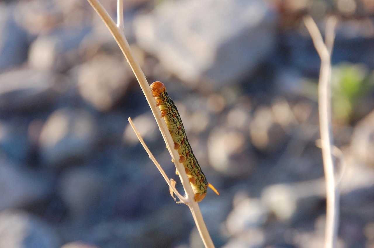 Oruga De La Polilla Esfinge - Foto gratis en Pixabay - Pixabay