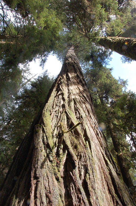 California Redwoods Redwood Trees - Free photo on Pixabay - Pixabay