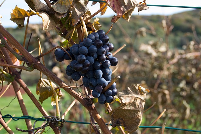 Trauben Reben Weintrauben - Kostenloses Foto auf Pixabay - Pixabay