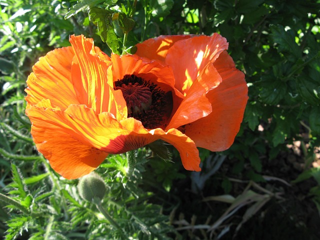 Bunga Poppy Kuning Merah Mengupas - Foto gratis di Pixabay - Pixabay