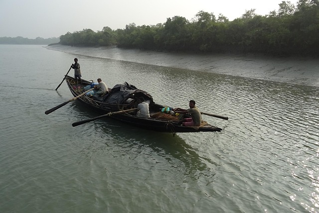 Boat Mangroves Sundarbans - Free photo on Pixabay