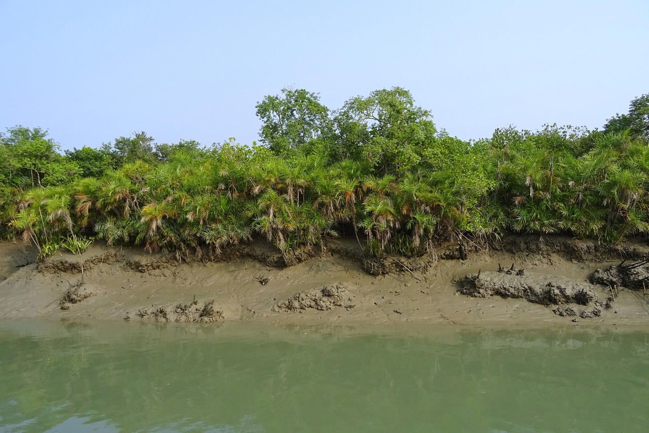 Mangroves Sundarbans Swamp - Free photo on Pixabay